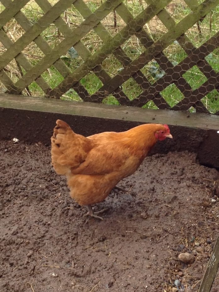 The Truth About Chasing Chickens | https://www.universityucc.org